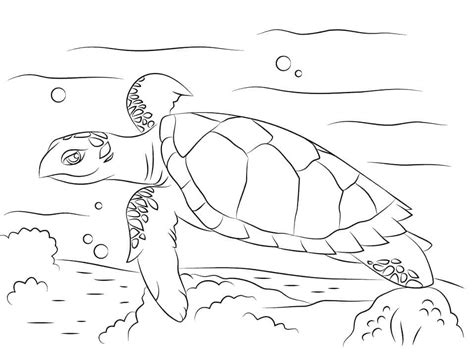 Dibujos De Tortuga Verde Marina Para Colorear Para Colorear Pintar E