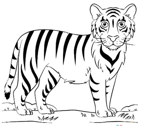 Desenhos De Tigre Para Colorir Pop Lembrancinhas
