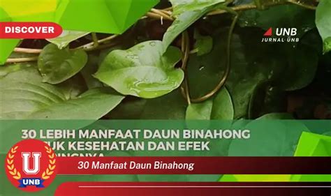 Intip Manfaat Daun Binahong Yang Jarang Diketahui