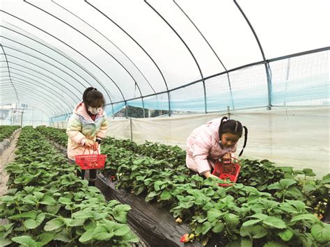 大棚草莓上市 市民采摘乐 社会 彭水网