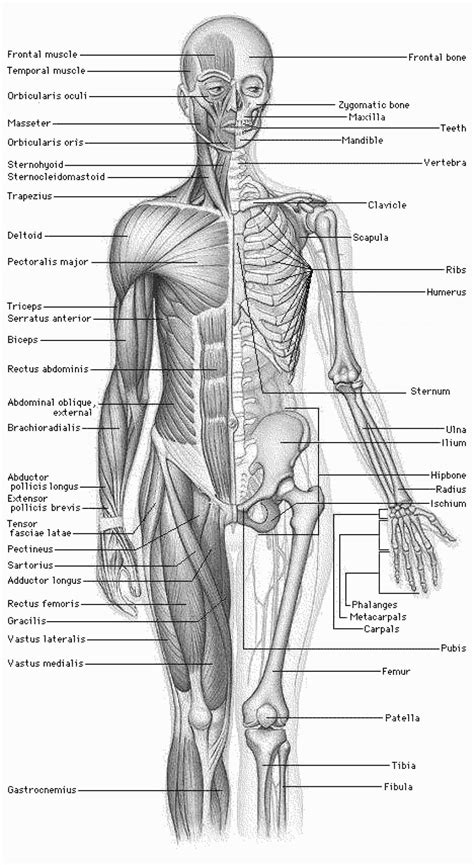 The Muscles And Their Major Skeletal Systems Are Shown In This Diagram