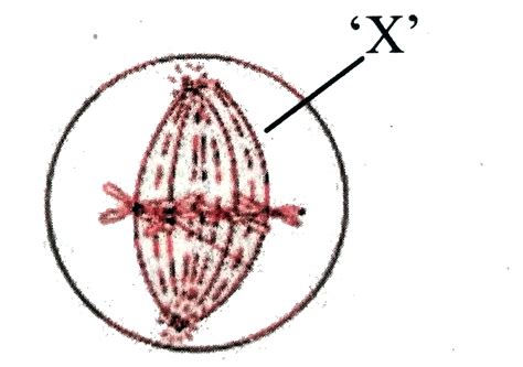Observe The Given Diagram Identify The Phase Of Mitosis And The Part