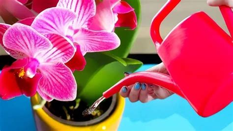 Wie bringt man Orchideen das ganze Jahr über zum Blühen Fügen Sie dem