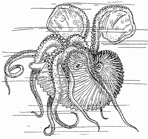 Bilde å fargelegge Nautilus blekksprut bil 13079
