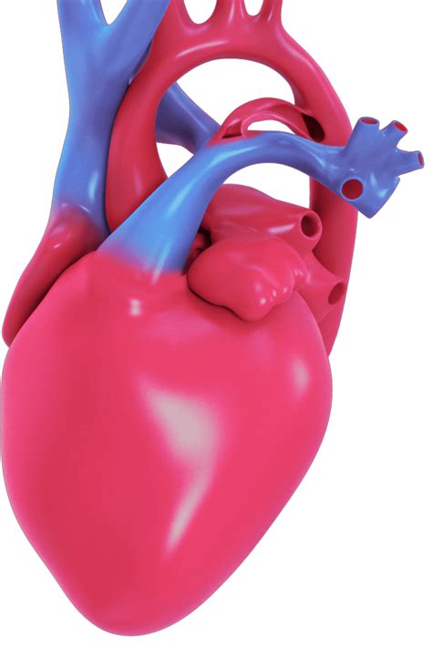 Patent Ductus Arteriosus Closure In Premature Infants