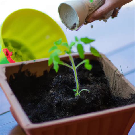 Descubra Os Segredos Para Plantar Tomate Cereja