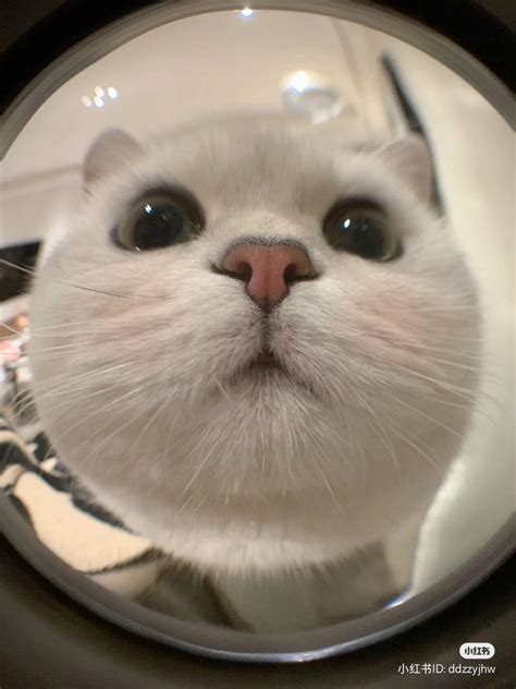 태이 on Twitter RT cat auras https t co 0yoX4KMPLk Twitter