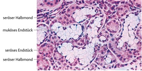 Orale Histologie Flashcards Quizlet