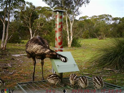 Pesky Emus Proving A Stretch For Our Feral Deer Aggregator Centre