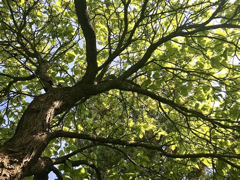 Cuánto tarda en crecer un árbol AL DETALLE