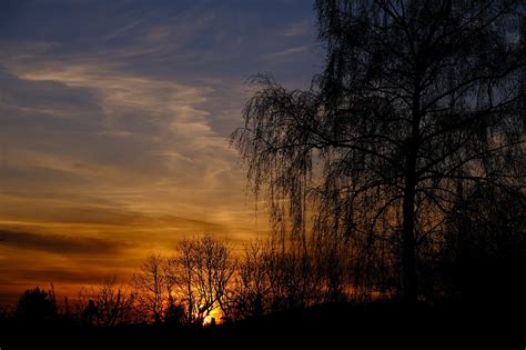 Birke Sonnenuntergang Sonne Kostenloses Foto Auf Pixabay Pixabay