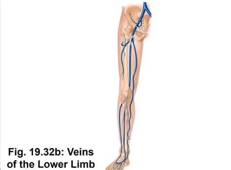 Lecture A The Blood Vessels Veins Of The Lower Limbs Diagram Quizlet