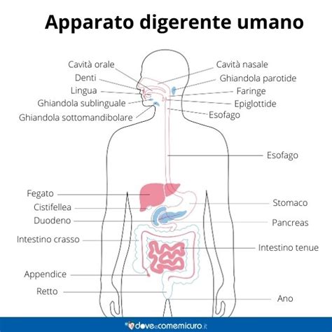 Schema Dell Apparato Digerente Organi E Funzioni