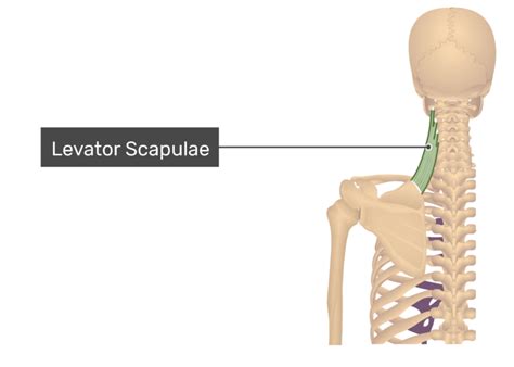 Levator Scapulae Muscle GetBodySmart