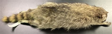 Mammal Study Skins All Flashcards Quizlet