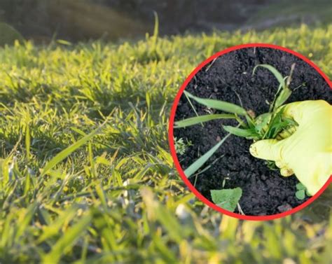 Jak pozbyć się perzu z ogrodu Naturalne sposoby na usunięcie chwastów