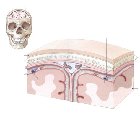 Meninges Diagram Quizlet