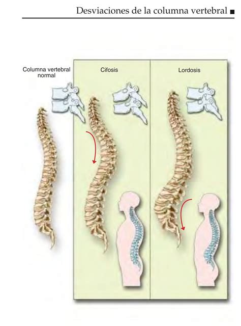 Columna Vertebral Normal