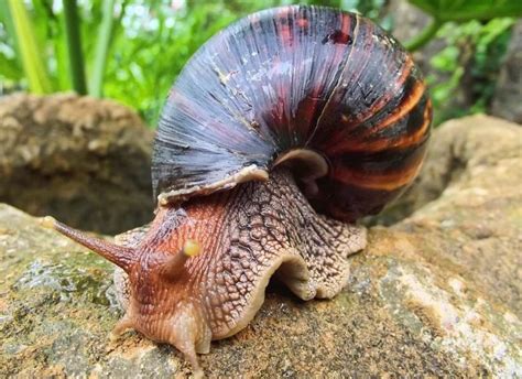 ESPECIES INVASORAS Definición Ejemplos y Consecuencias