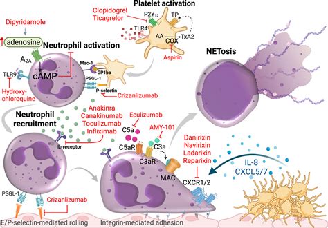 Building A Better NET Neutrophil Extracellular Trap Targeted