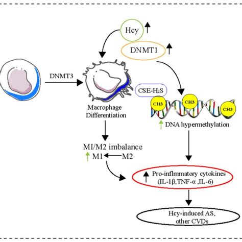 Epigenetic Regulation And M1 M2 Imbalance Epigenetic Regulations Are