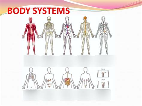 Body Systems Diagram Quizlet