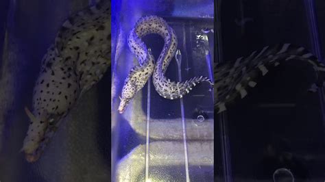 Baby Dragn Eel Wysiwyg YouTube