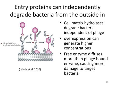 Applications Of Bacteriophage In A Multi Drug Resistant World Ppt