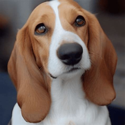 Anglo Français de Petite Vénerie Woofmastery