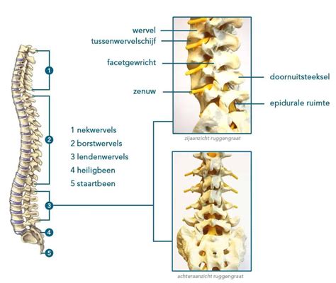 Lage Rugpijn Zelf Verhelpen Met 6 Fysiotherapie Oefeningen Artofit
