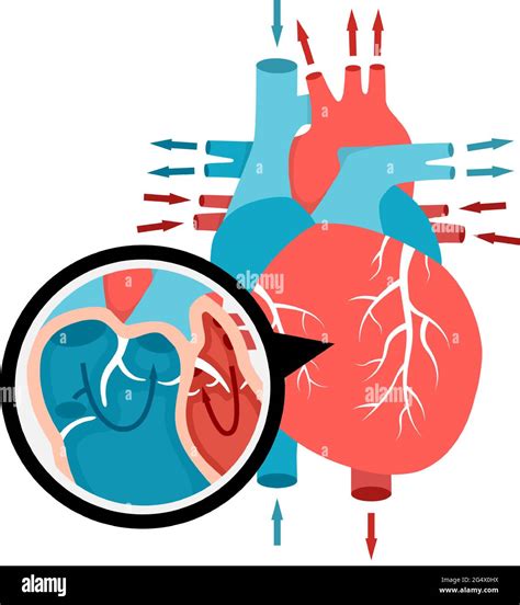 Gros plan de la circulation sanguine dans le cœur Anatomie du cœur