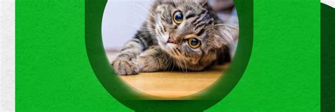 Já ouviu falar em Cistite Intersticial ou Idiopática Felina Clínica