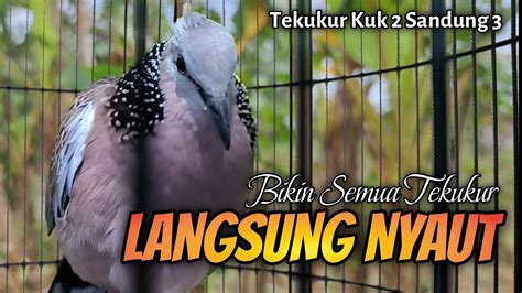 Suara Burung Tekukur Gacor Kuk 2 Sandung 3 Bikin Semua Derkuku Langsung