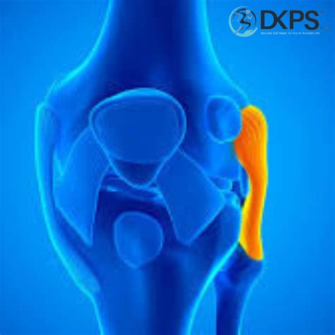 Recovery In Motion Lateral Collateral Ligament LCL Injury DKPS