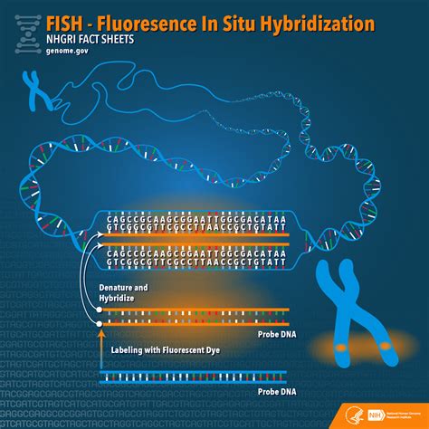 Fluorescence In Situ Hybridization Fact Sheet NHGRI