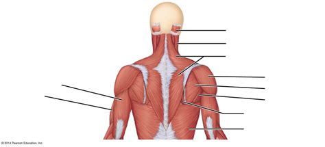 Axial Muscles Diagram Quizlet