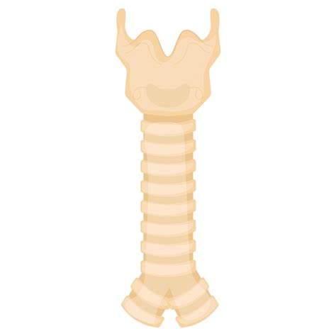 Premium Vector Spinal Cord Concept Bone Skeleton Vector Design Organ
