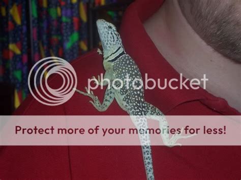 Sexing Eastern Collared Lizards Reptile Forums