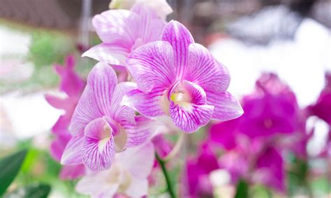 Introducir Imagen Las Orquideas Mas Hermosas Del Mundo Viaterra Mx