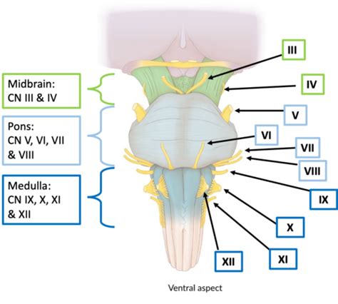 Cranial Nerves And Foramen Flashcards Quizlet
