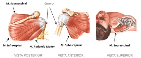 Anatomia E Cinesiologia Do Complexo Articular Do Ombro
