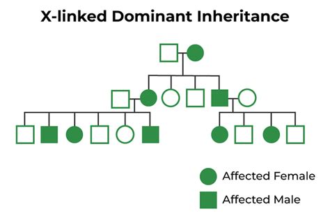 sex linked dominant inheritance definition characteristics examples