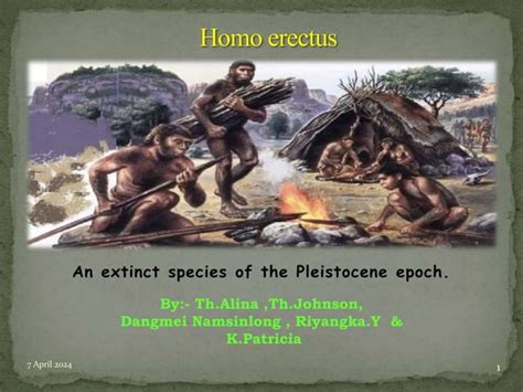 Homo Erectus The Upright Man Manipur University PPT