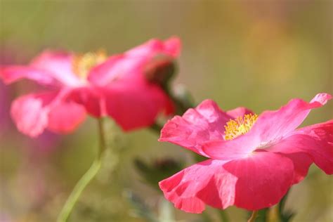 Mohnblumen Blumen Wiese Pinke Kostenloses Foto Auf Pixabay Pixabay