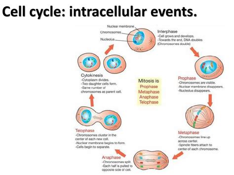 Ppt Molecular Regulation Of Cell Cycle Powerpoint Presentation Free