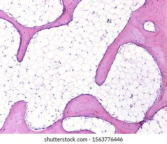 Spongy Bone Under Microscope