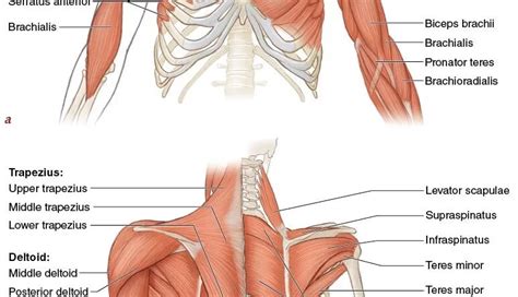 Superficial And Deep Muscles Of The Neck Shoulder And