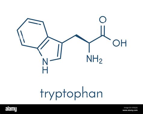 Tryptophan L Tryptophan Trp W Amino Acid Molecule Skeletal Formula