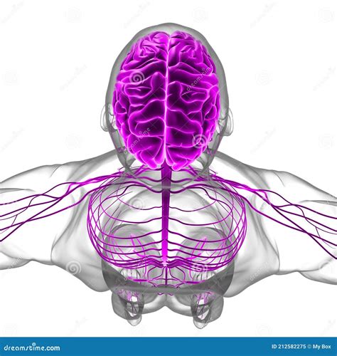Human Brain Anatomy For Medical Concept 3D Stock Illustration