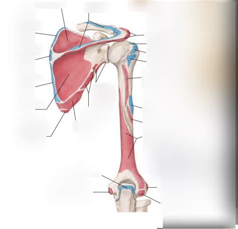 Posterior View Upper Limb Muscle Origins And Insertions Diagram Quizlet